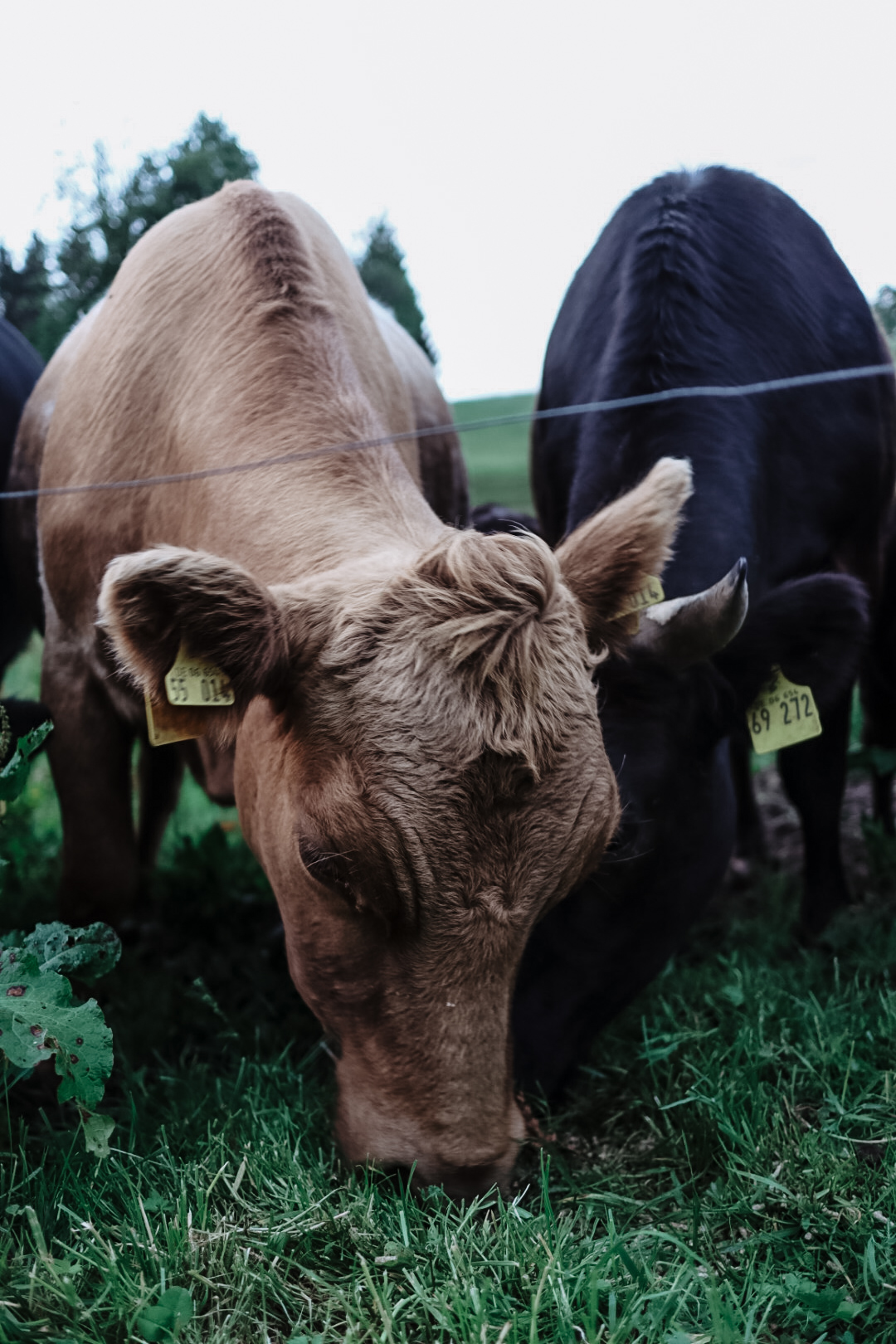 Beim AUER - Dexter Rind